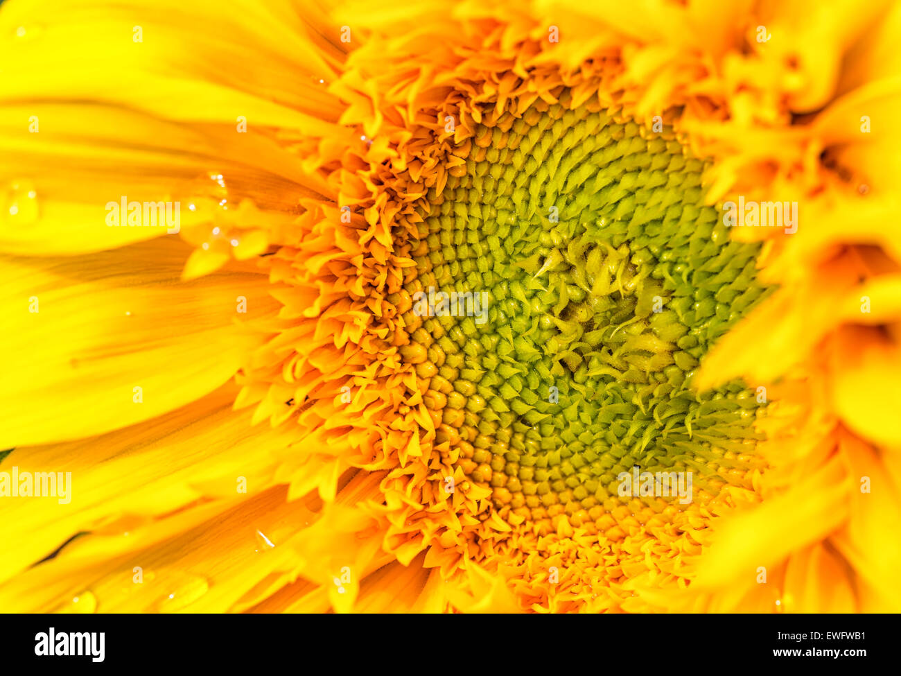 Yellow Sunflower Photography