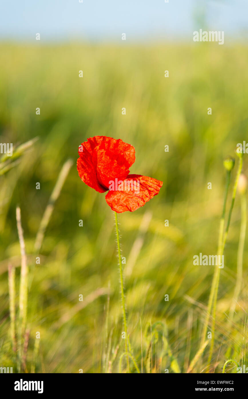 Poppy papaveraceae field hi-res stock photography and images - Alamy