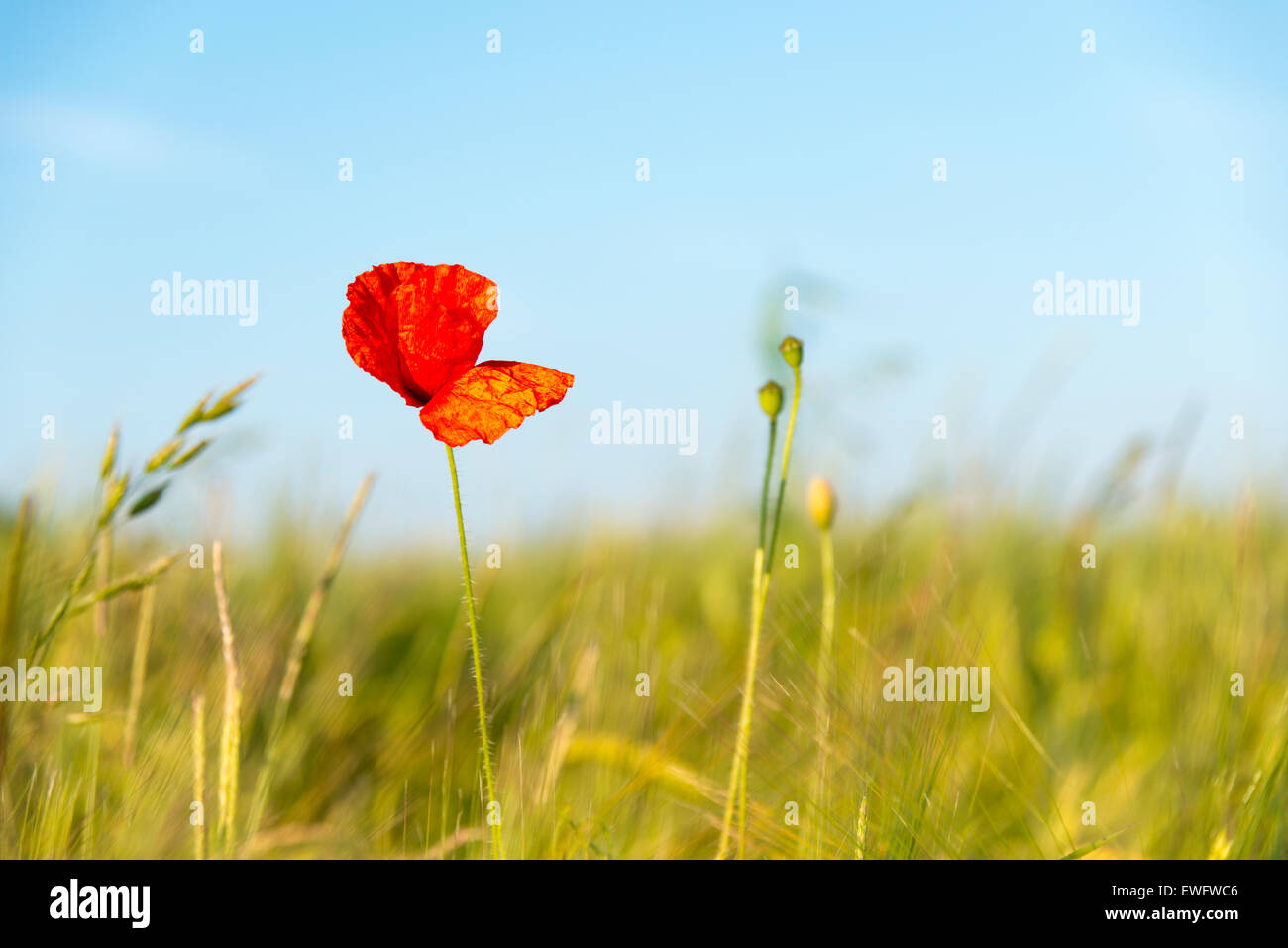 Field poppy uk close up hi-res stock photography and images - Alamy