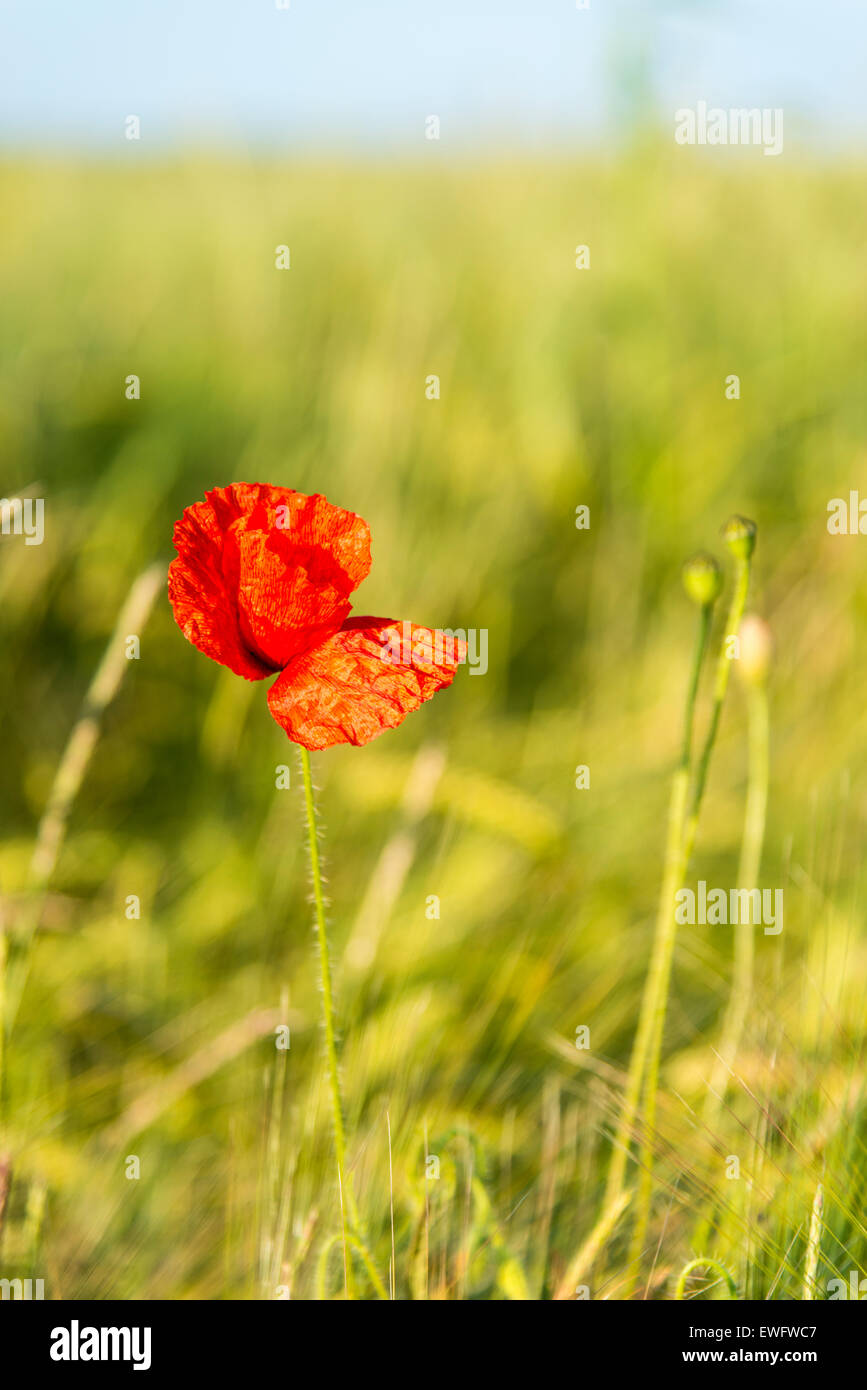 Poppy papaveraceae field hi-res stock photography and images - Alamy