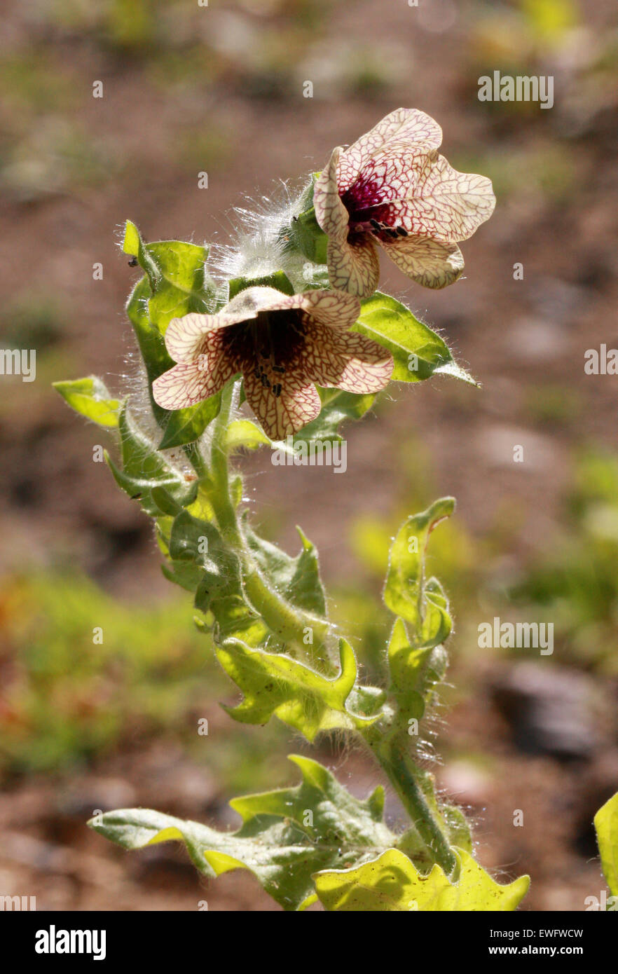 Henbane, Stinking Nightshade or Black Henbane, Hyoscyamus niger ...