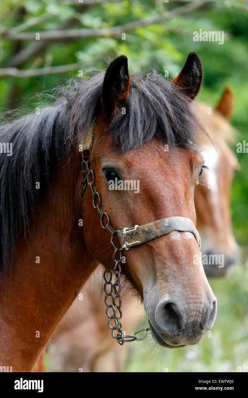 Thoroughbred horse head hi-res stock photography and images - Alamy