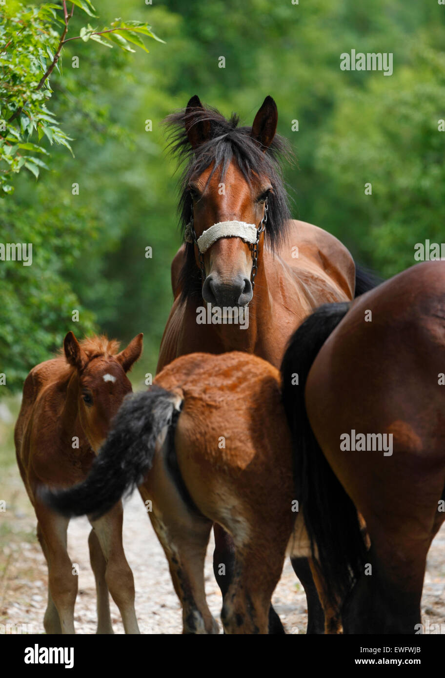 Horses together. Mare, foal Stock Photo - Alamy