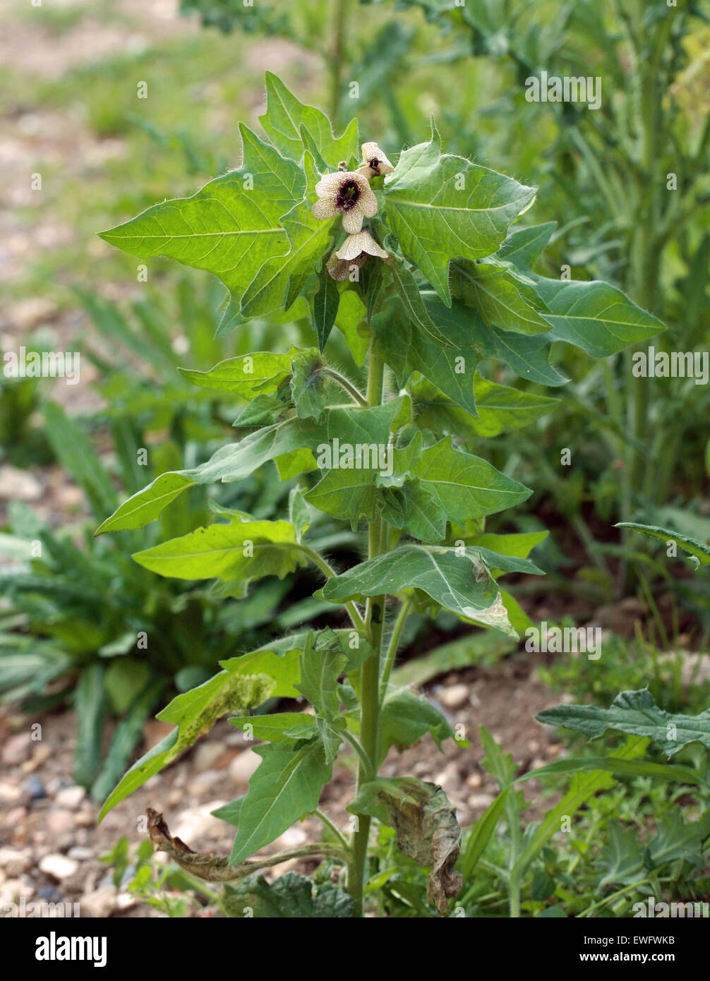 Black henbane hyoscyamus niger hi-res stock photography and images - Alamy