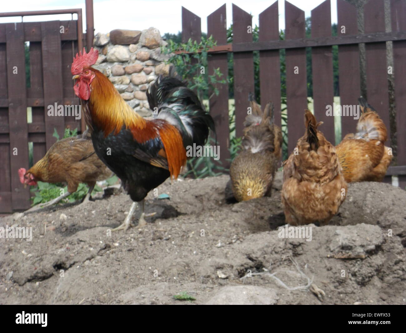 Hen and chicken hi-res stock photography and images - Alamy