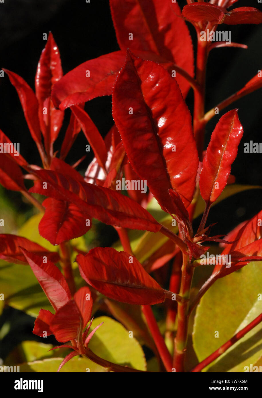Photinia x fraseri 'red robin' hi-res stock photography and images - Alamy