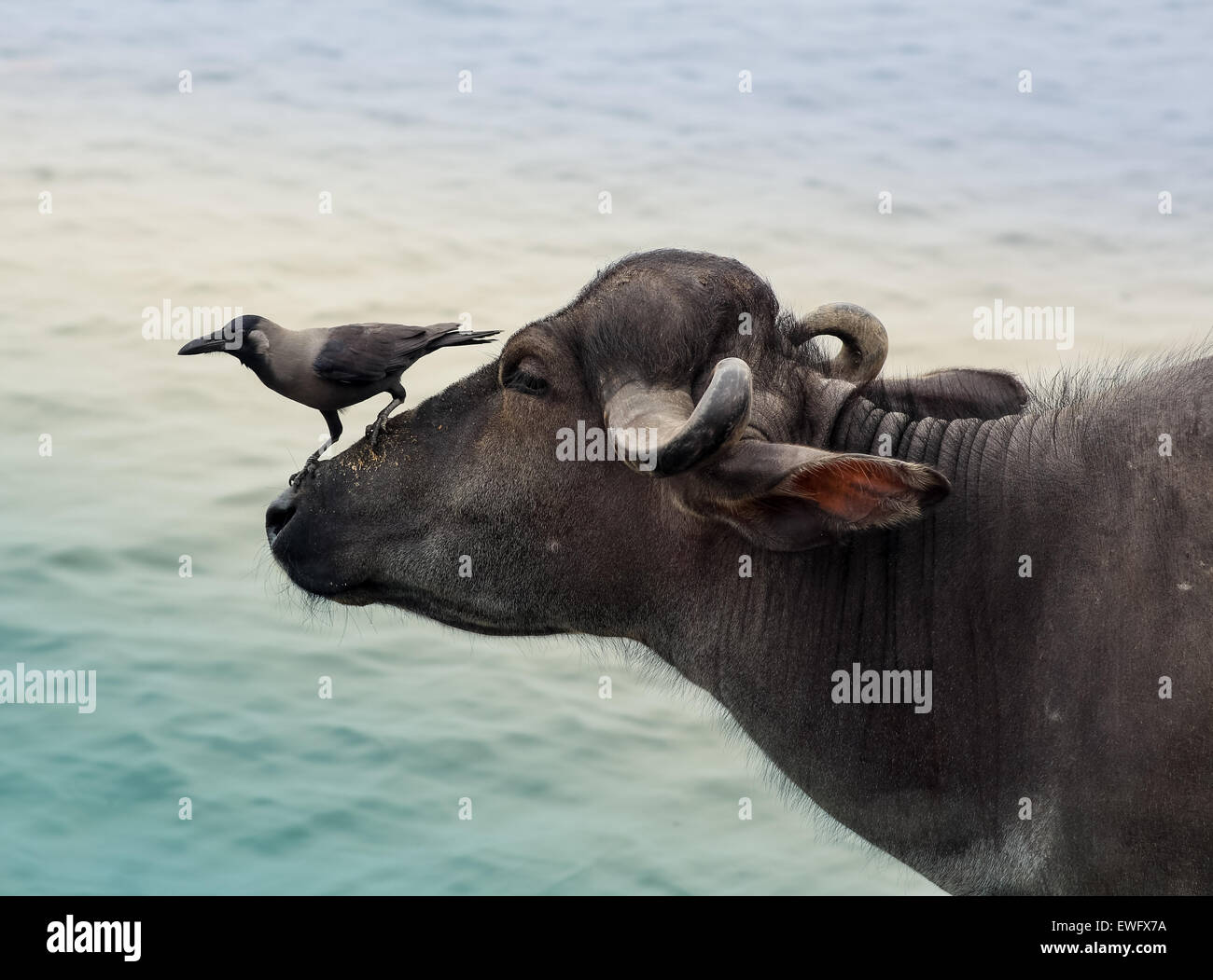 House Crows Corvus splendens on buffalo head Stock Photo - Alamy