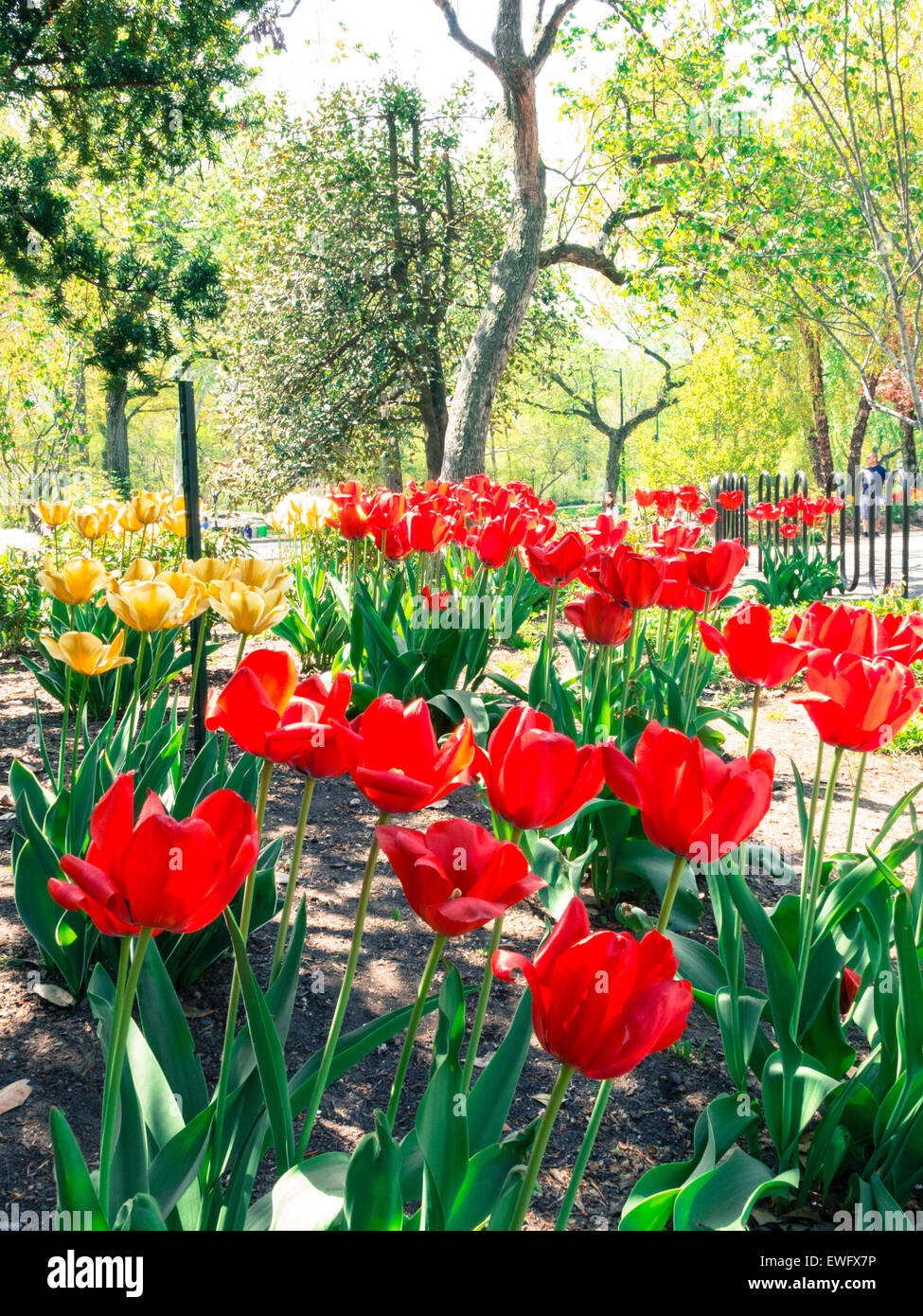 Flowers in central park hi-res stock photography and images - Alamy