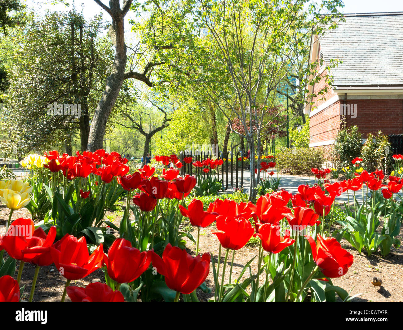 Flowers in Central Park in the Springtime, NYC Stock Photo - Alamy