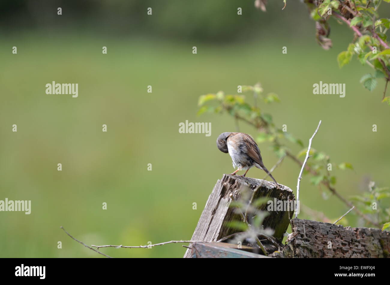 Dunnock photos hi-res stock photography and images - Alamy
