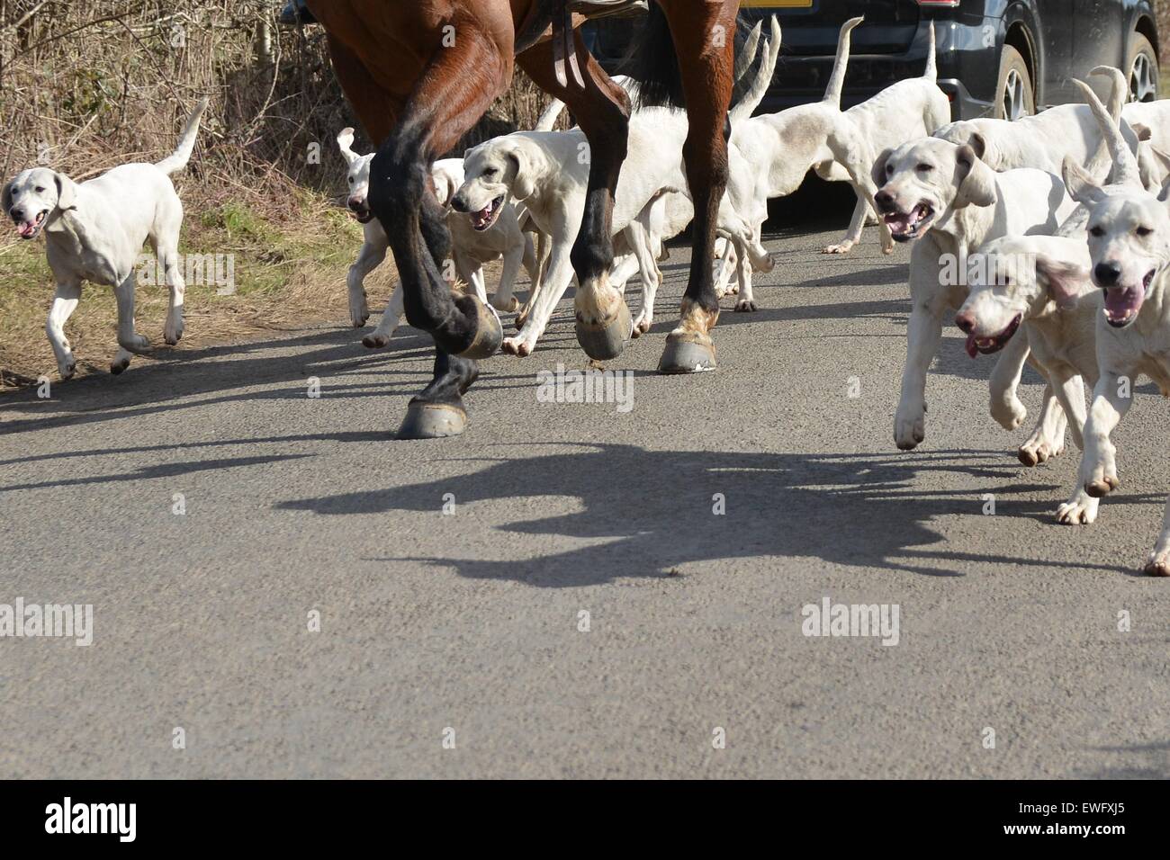 Hunting with hounds horse photos hi-res stock photography and images ...