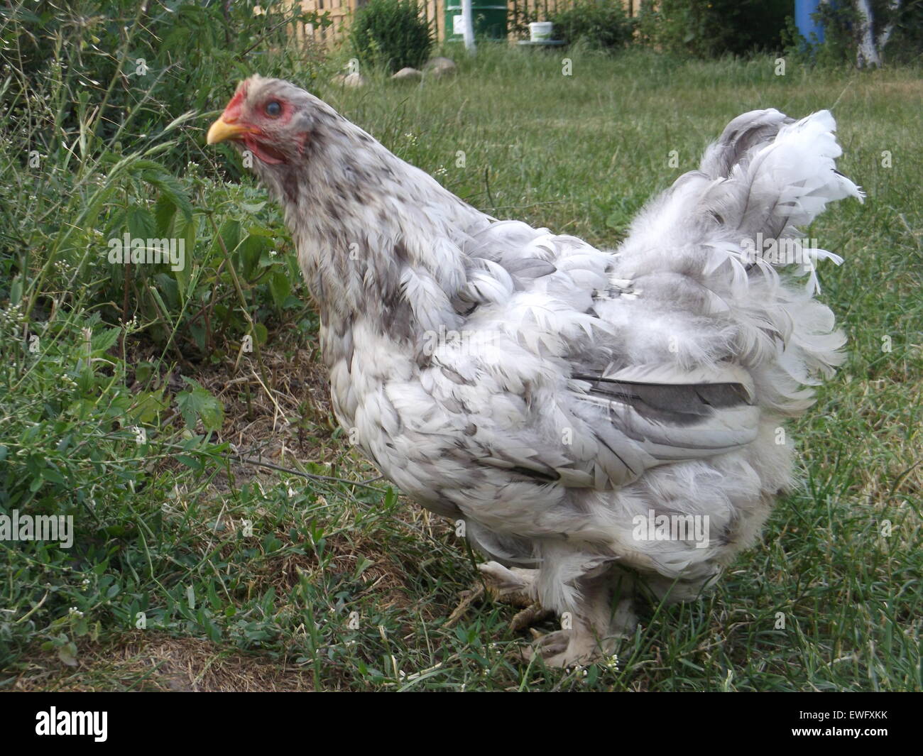 Hen and chicken hi-res stock photography and images - Alamy