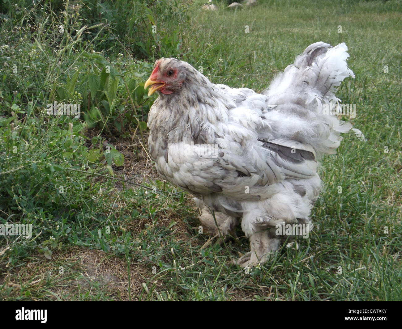 Hen and chicken hi-res stock photography and images - Alamy