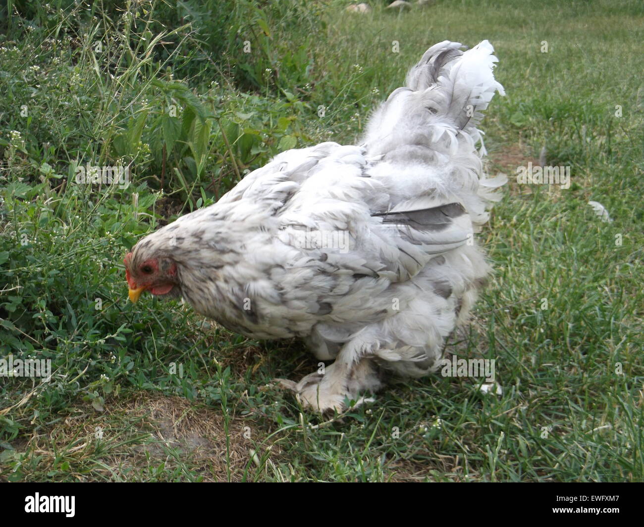 Hen and chicken hi-res stock photography and images - Alamy