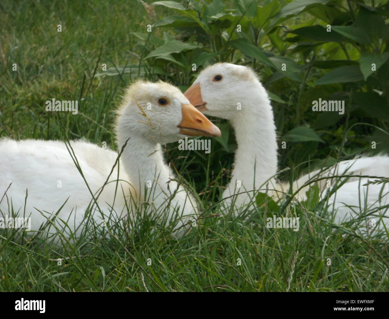 2 Geese in heart Stock Photo - Alamy