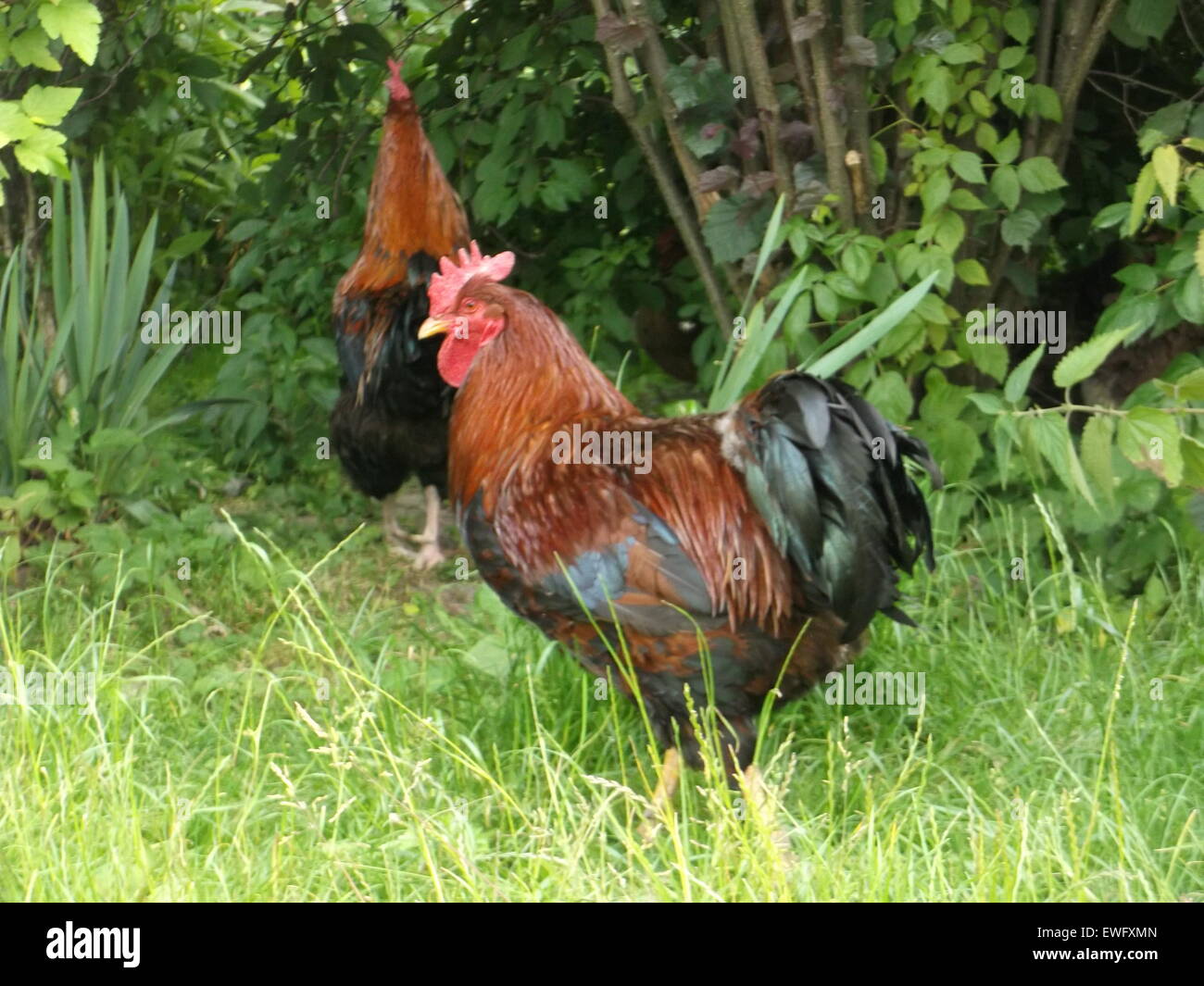 Hen Chicken on the farm Stock Photo - Alamy
