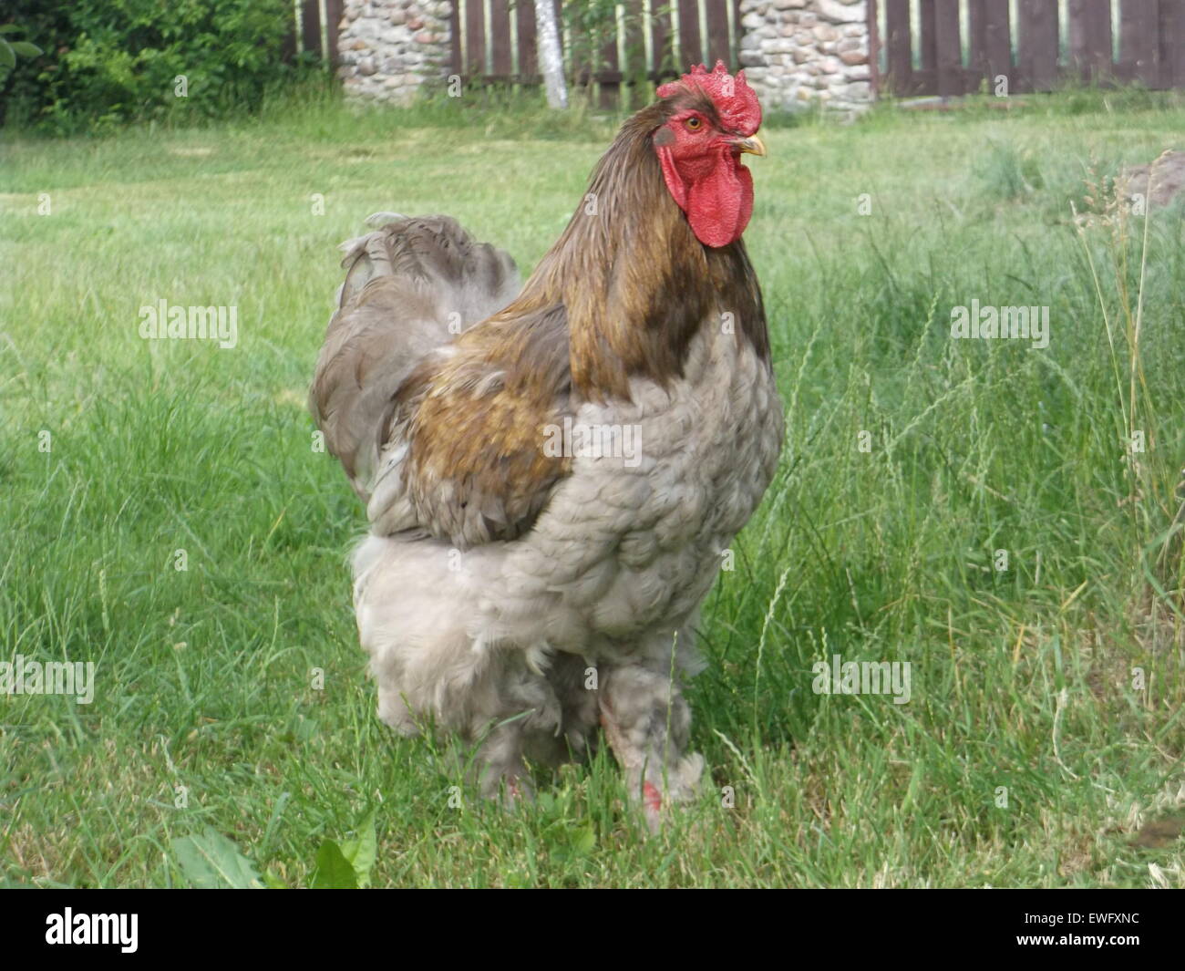 Hen Chicken on the farm Stock Photo - Alamy