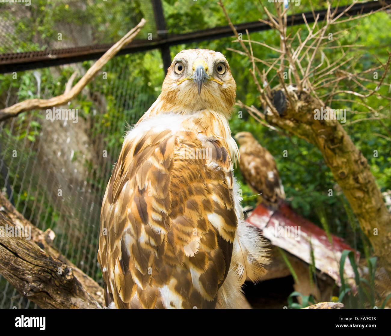Bird of prey Golden eagle, latin name Aquila Chrysaetos Stock Photo - Alamy