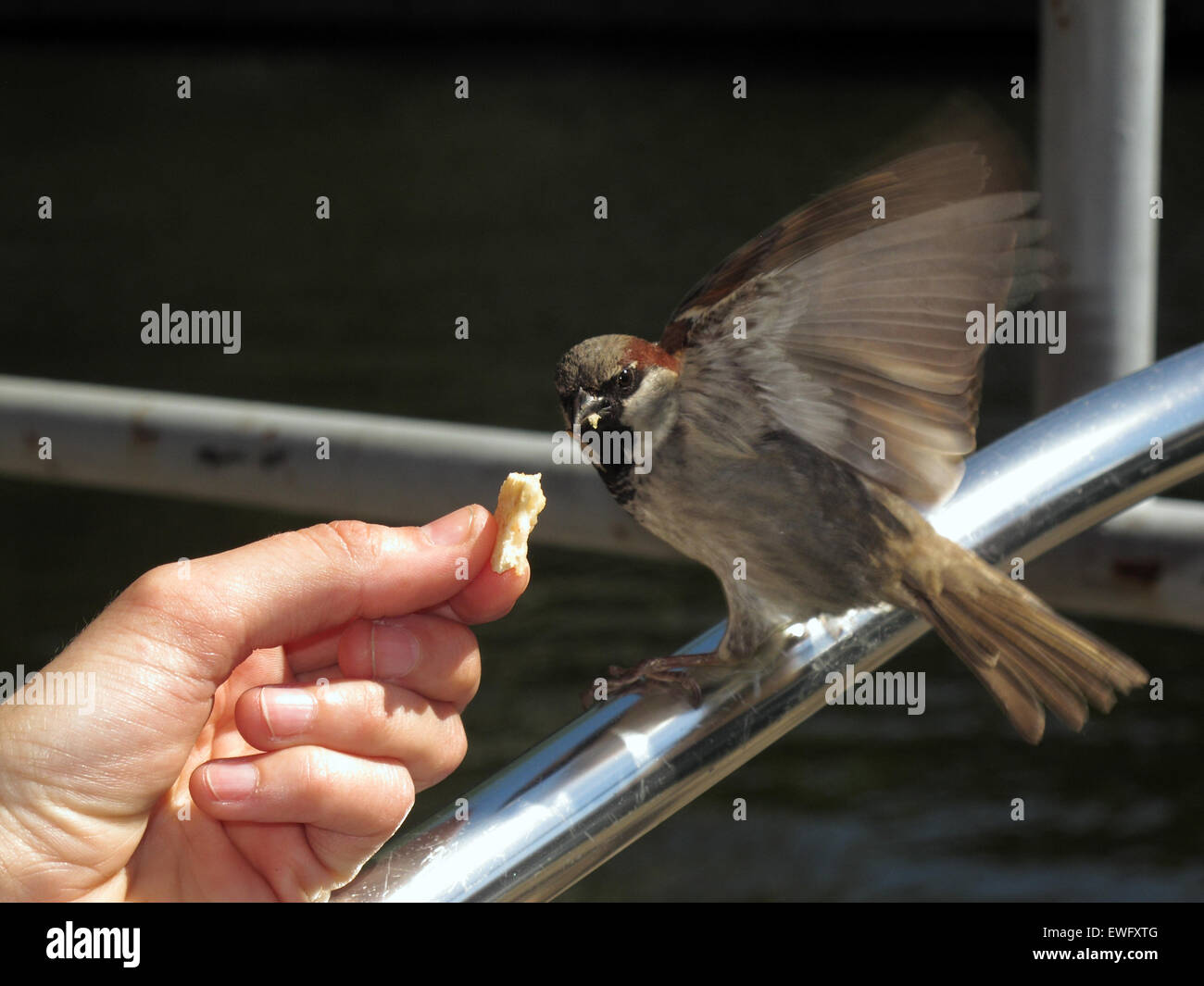 Sparrow bird eating bread from hi-res stock photography and images - Alamy