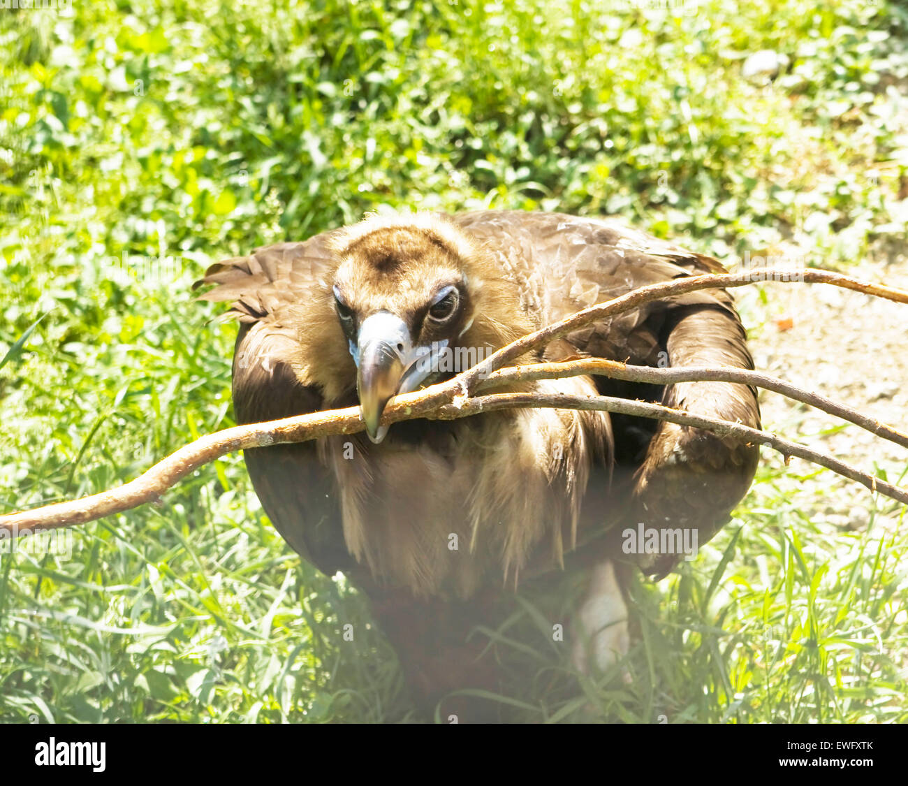 Black griffon hi-res stock photography and images - Alamy