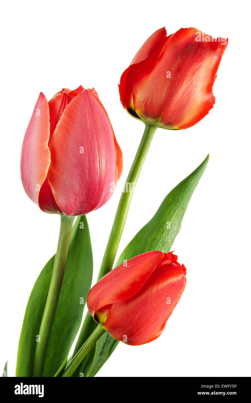 Three tulip flowers isolated on a white background Stock Photo - Alamy