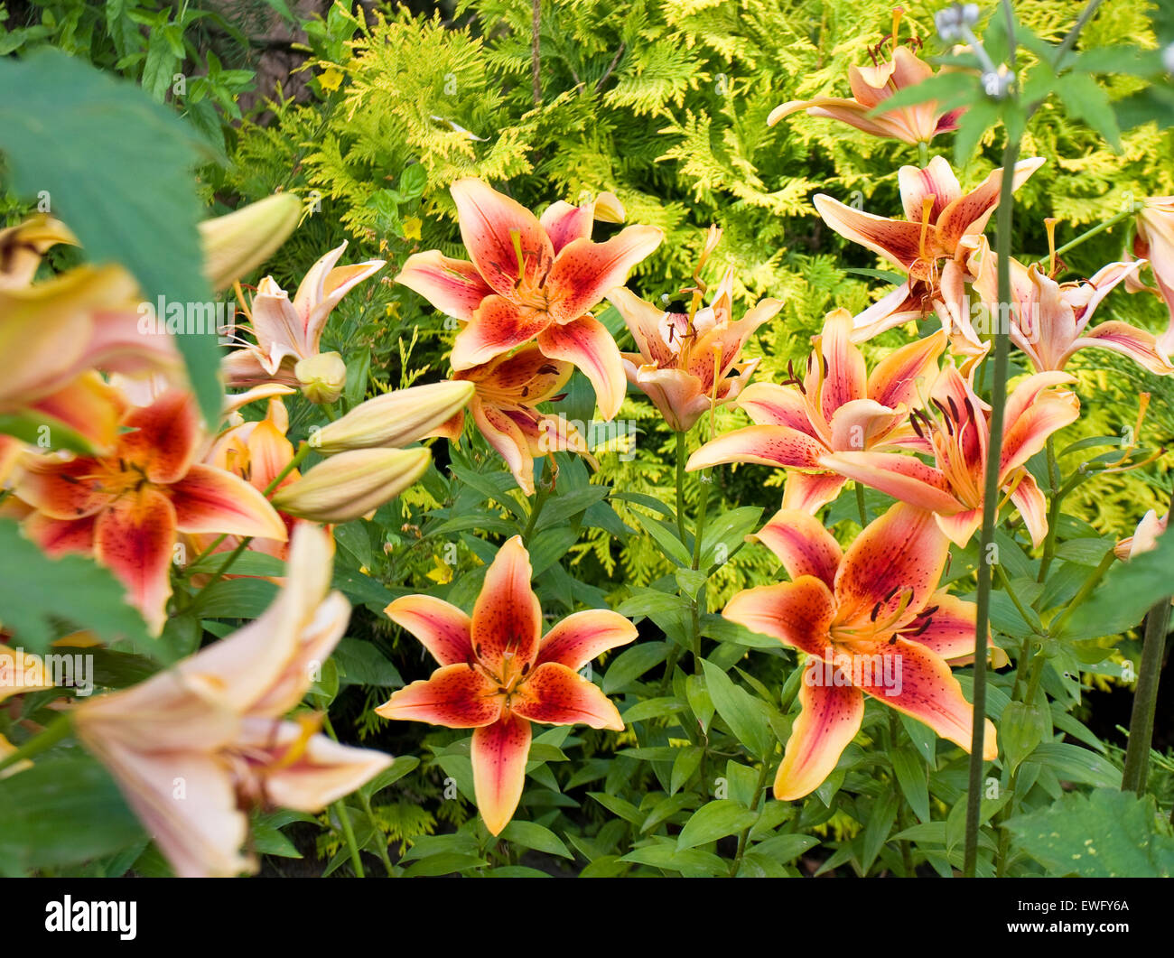 Many big red lilies in garden, horizontal Stock Photo - Alamy