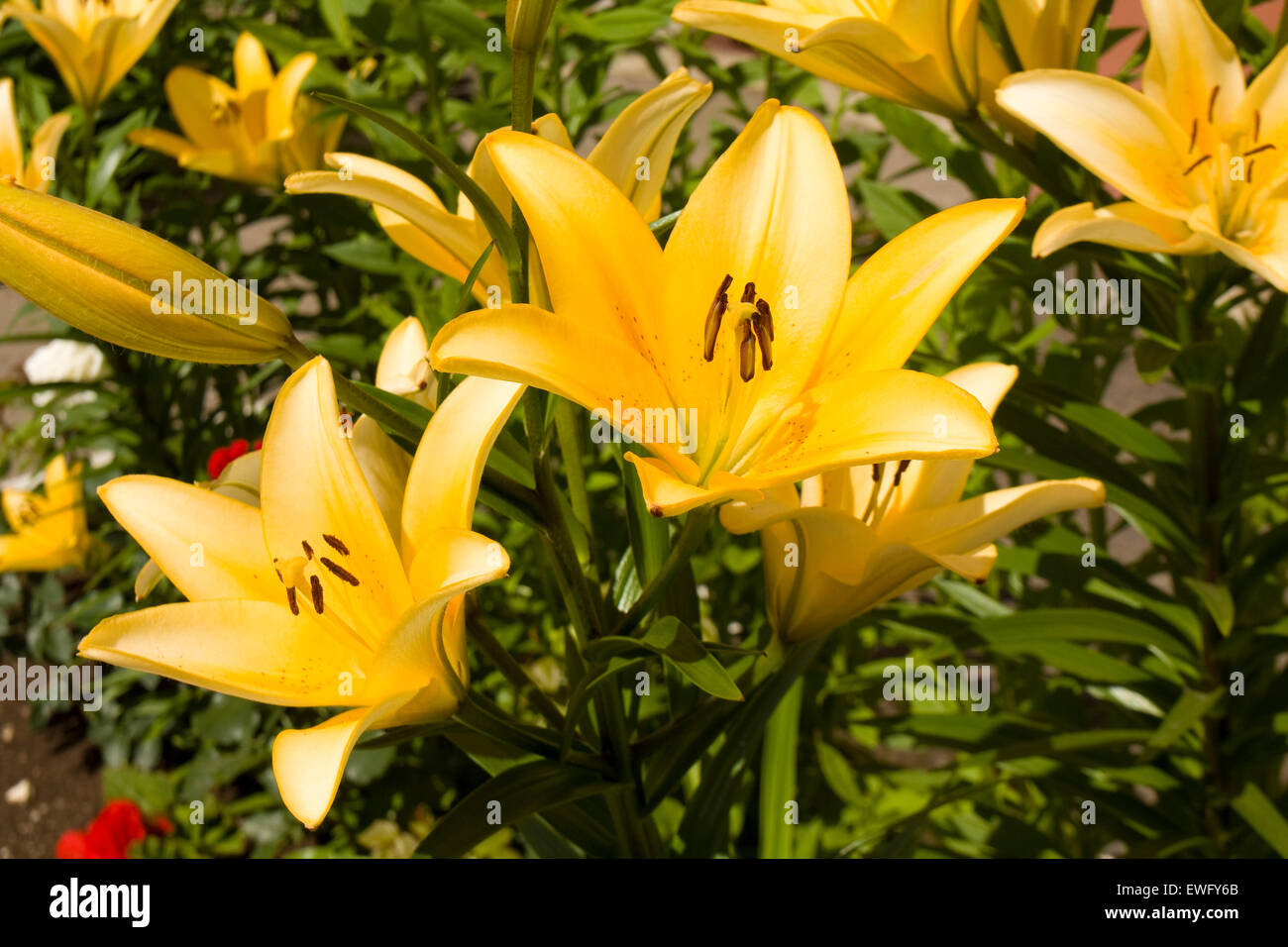 Two lilies of orange colour in garden Stock Photo - Alamy