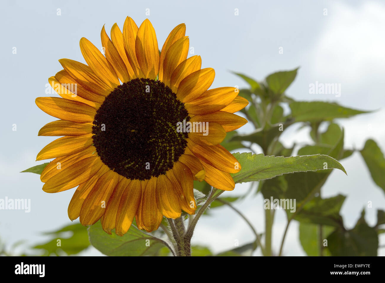 A full bloom sunflower in the hot summer sun Stock Photo - Alamy