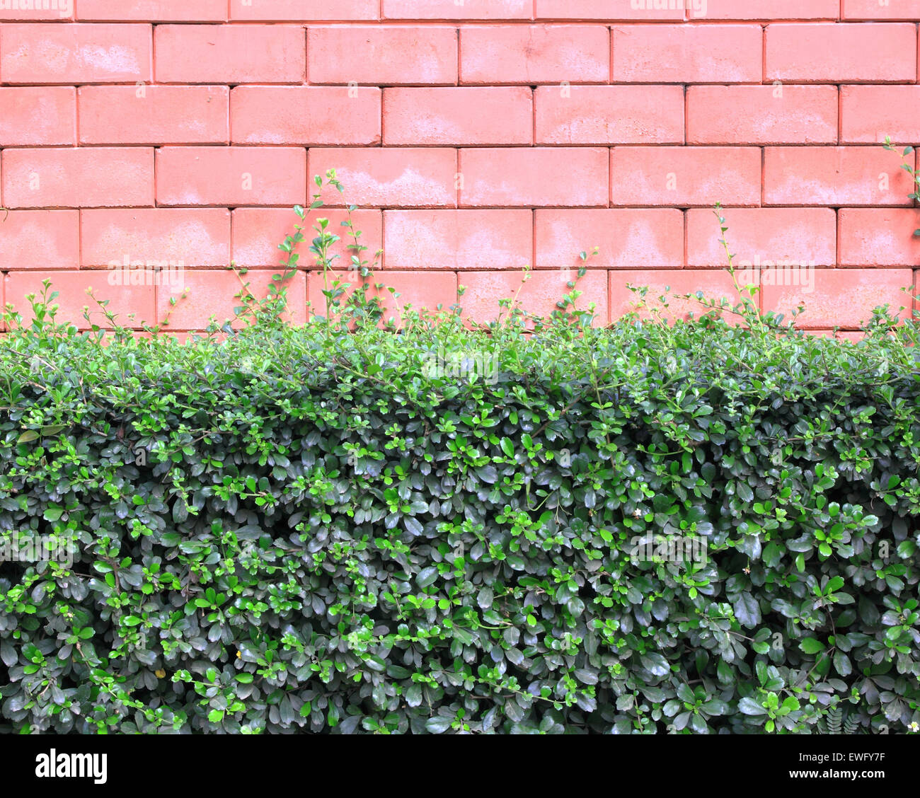 Bush Natural Green Wall Pattern background texture Stock Photo - Alamy