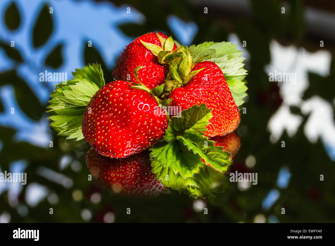 fresh stawberry on mirror background Stock Photo - Alamy