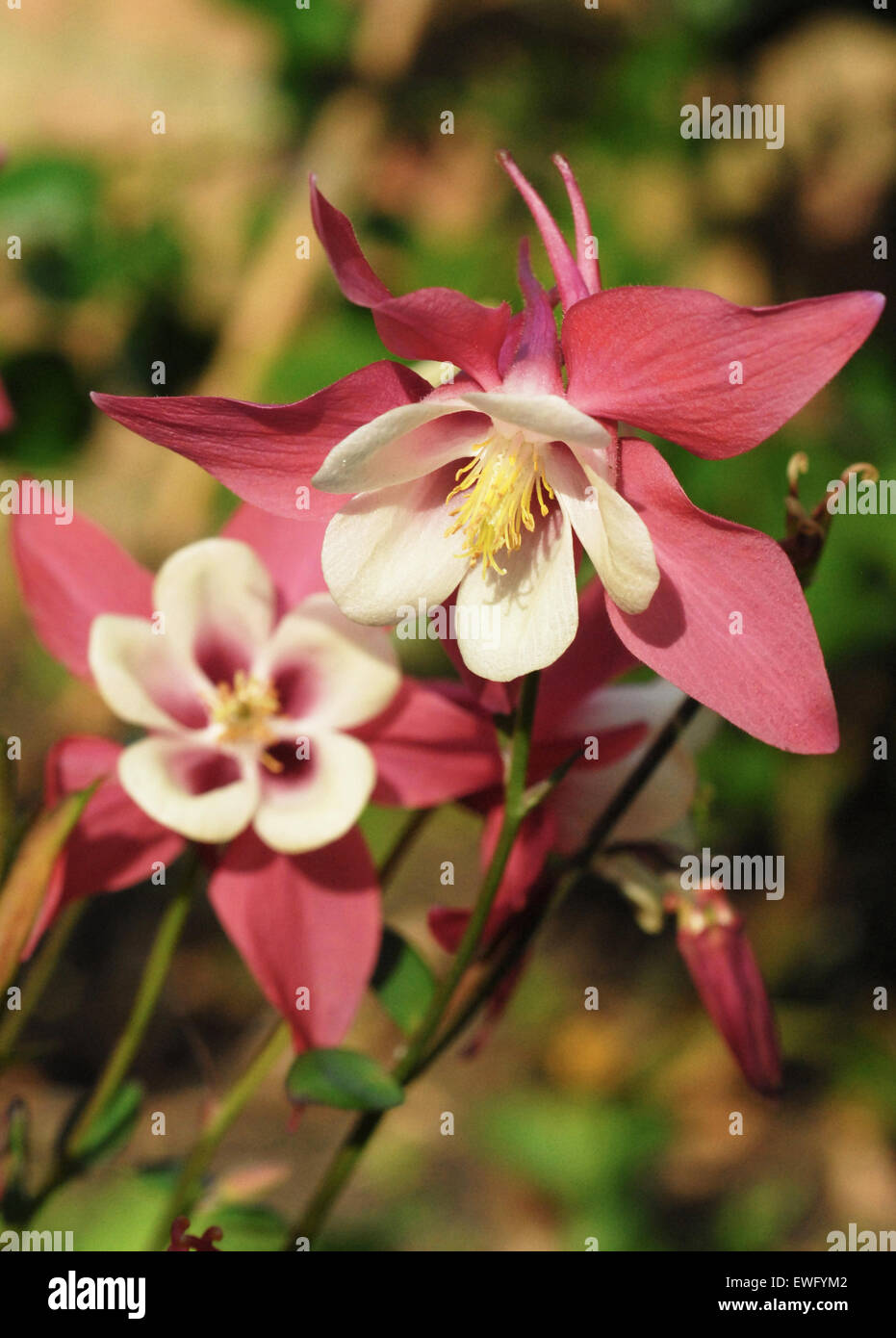 Curly seed pods hi-res stock photography and images - Alamy
