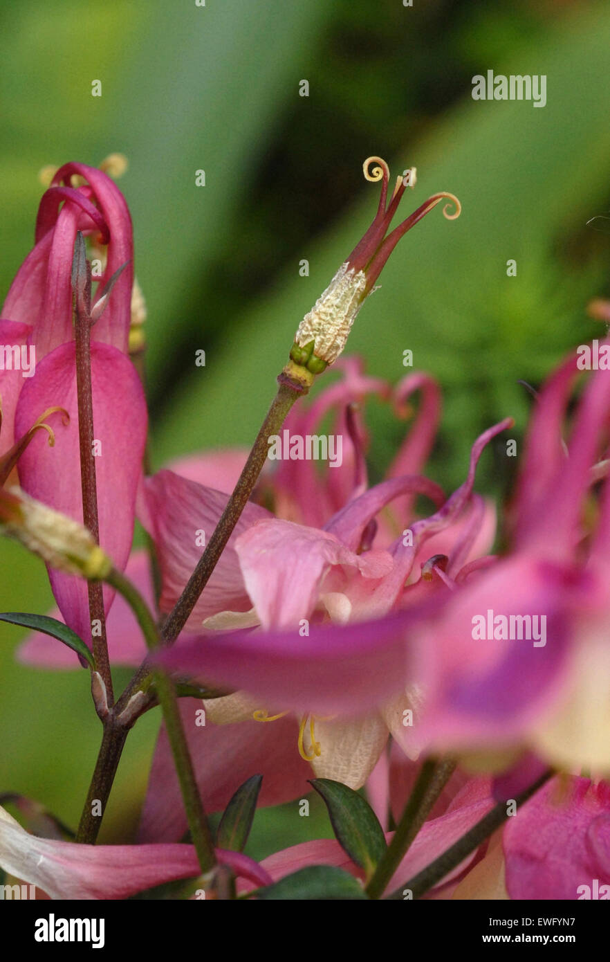 Curly seed pods hi-res stock photography and images - Alamy