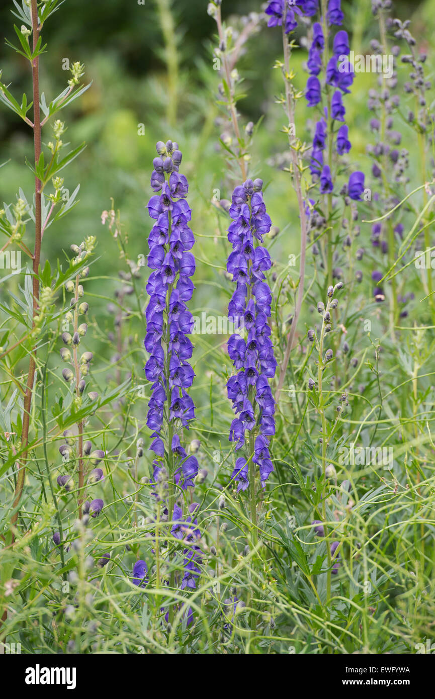 Aconitum napellus. Monkshood flower. Aconite flowers Stock Photo ...