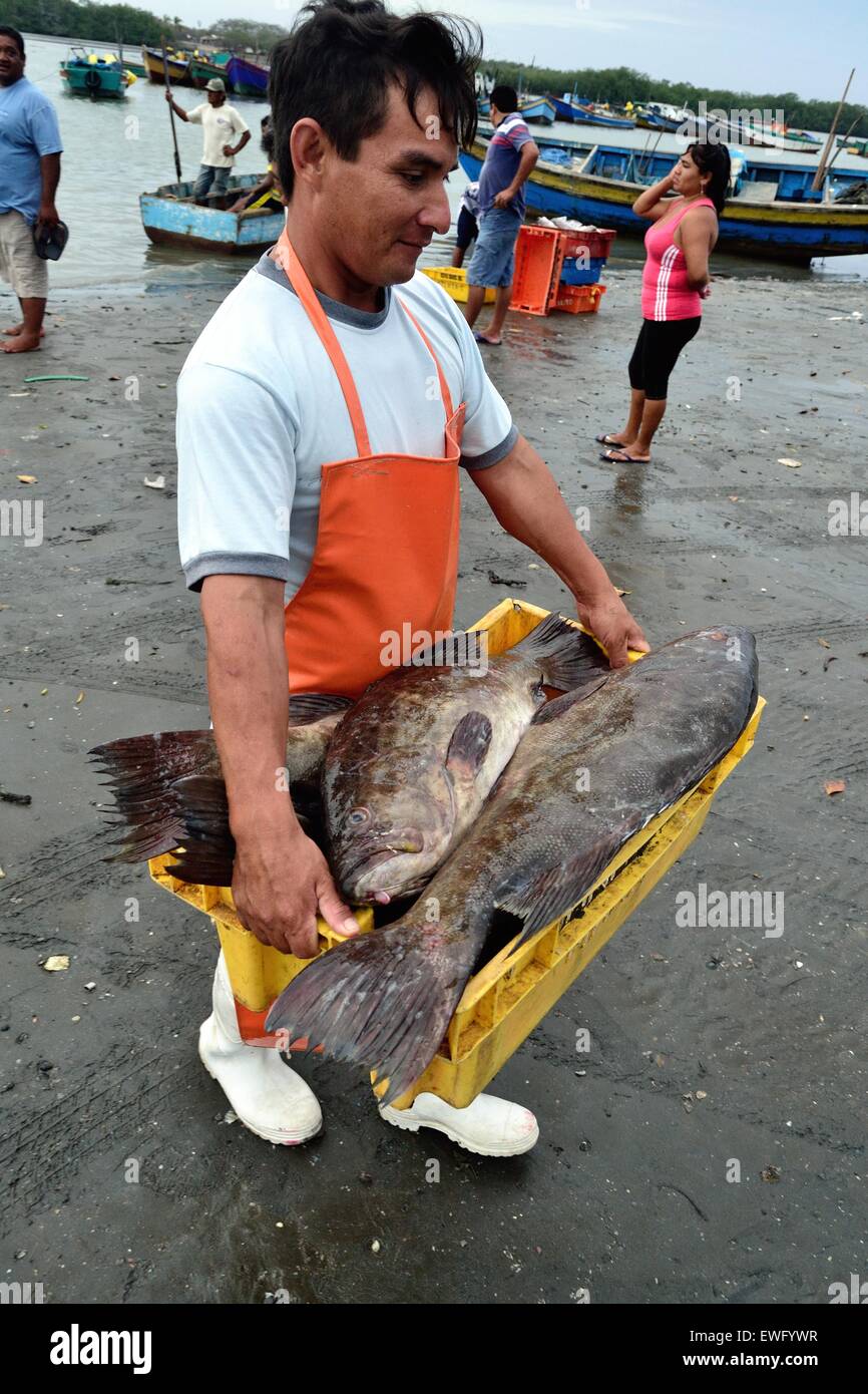 Grouper fish - Port in PUERTO PIZARRO. Department of Tumbes .PERU Stock ...