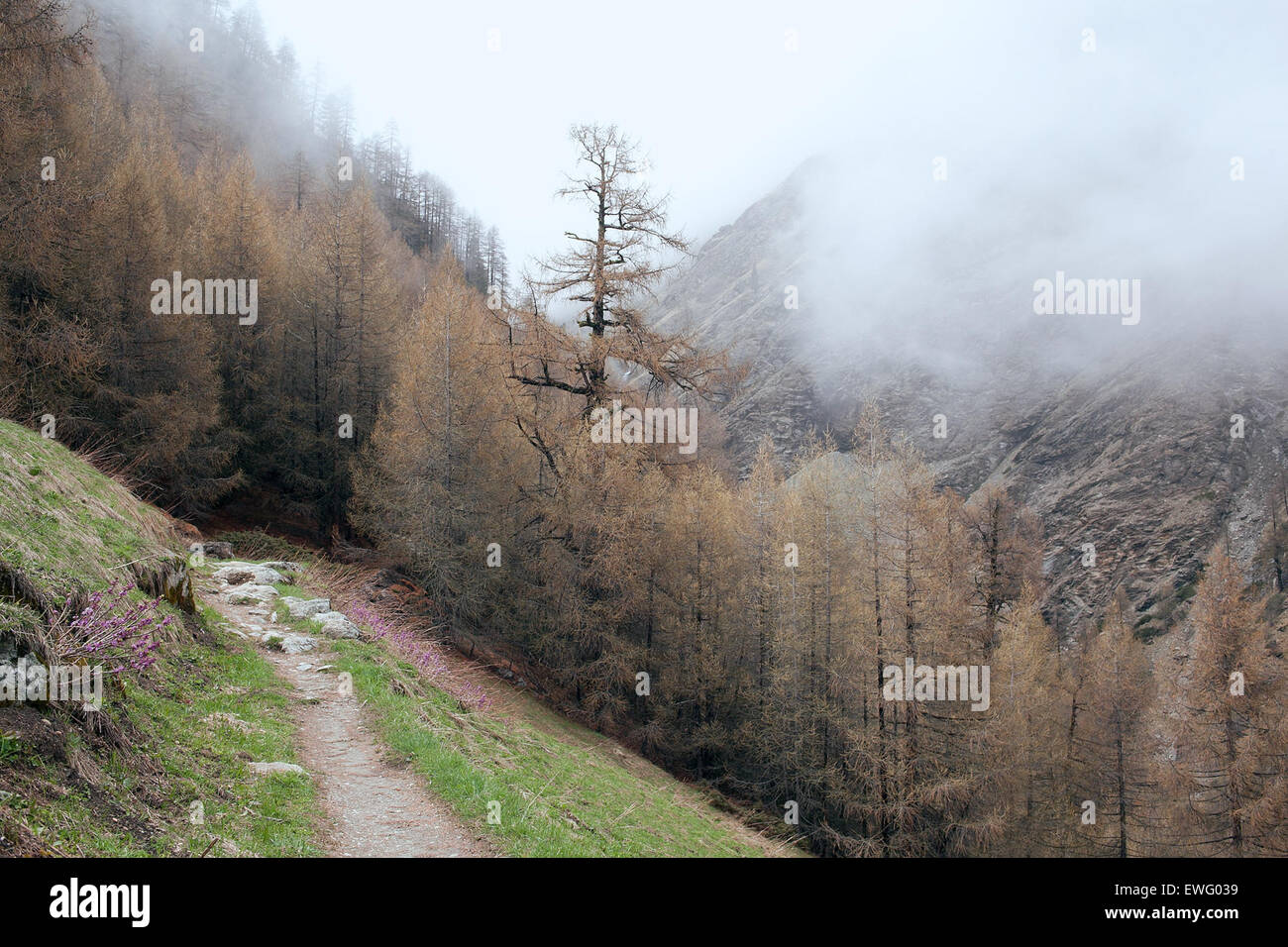 A narrow path through a forest, shrouded in thick fog. The path is ...