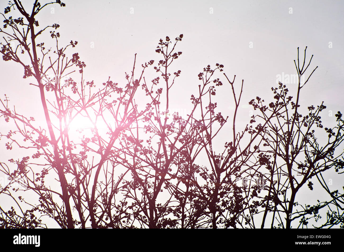 Limbs High Resolution Stock Photography and Images - Alamy