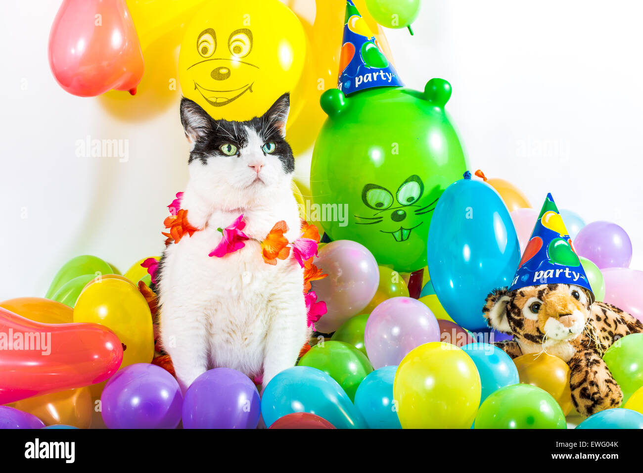 Hawaiian cat hi-res stock photography and images - Alamy