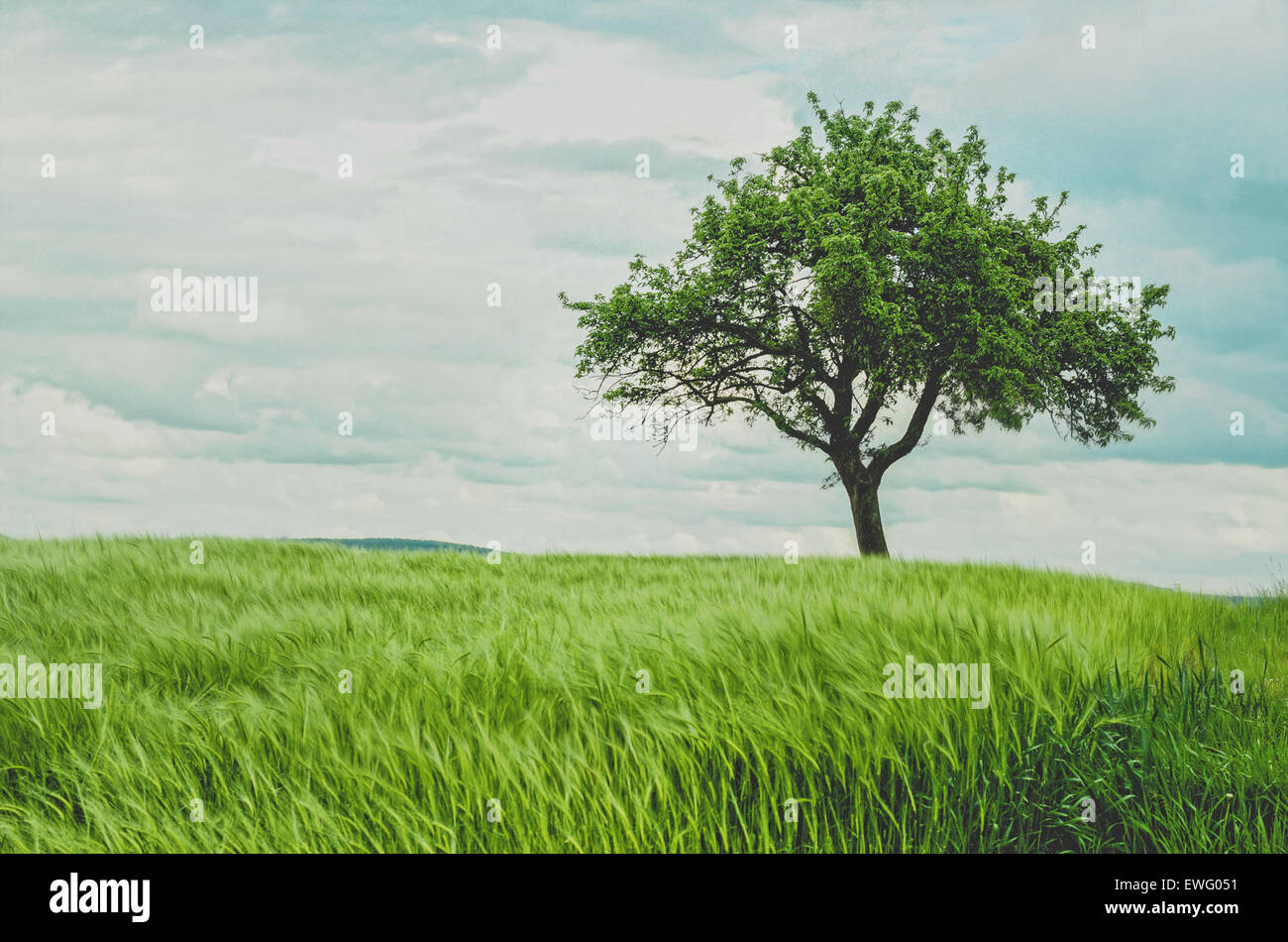 This image shows a solitary tree standing in the middle of a grassy ...
