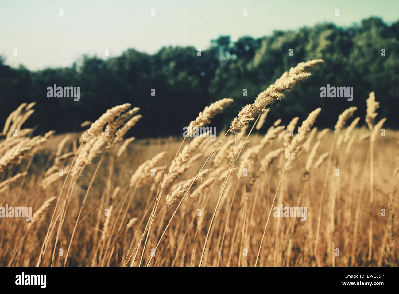 Barley grass grows in a vast open field, its tall green stalks swaying ...