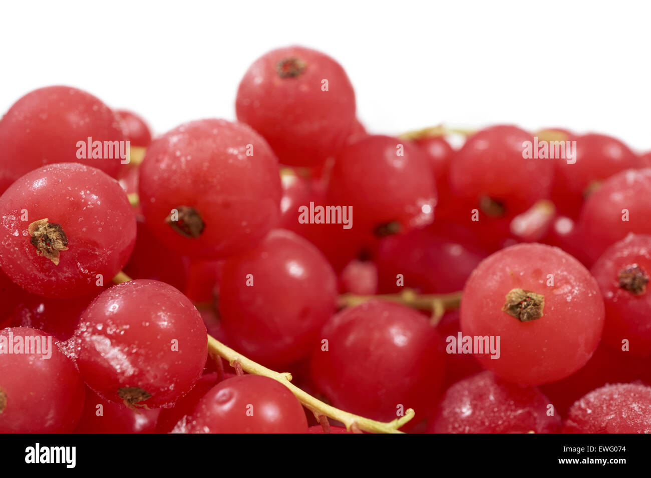 Frozen currants with stems on a white background with copy space on the ...