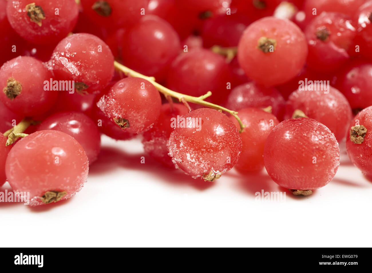 Frozen currants with stems on a white background with copy space on the ...