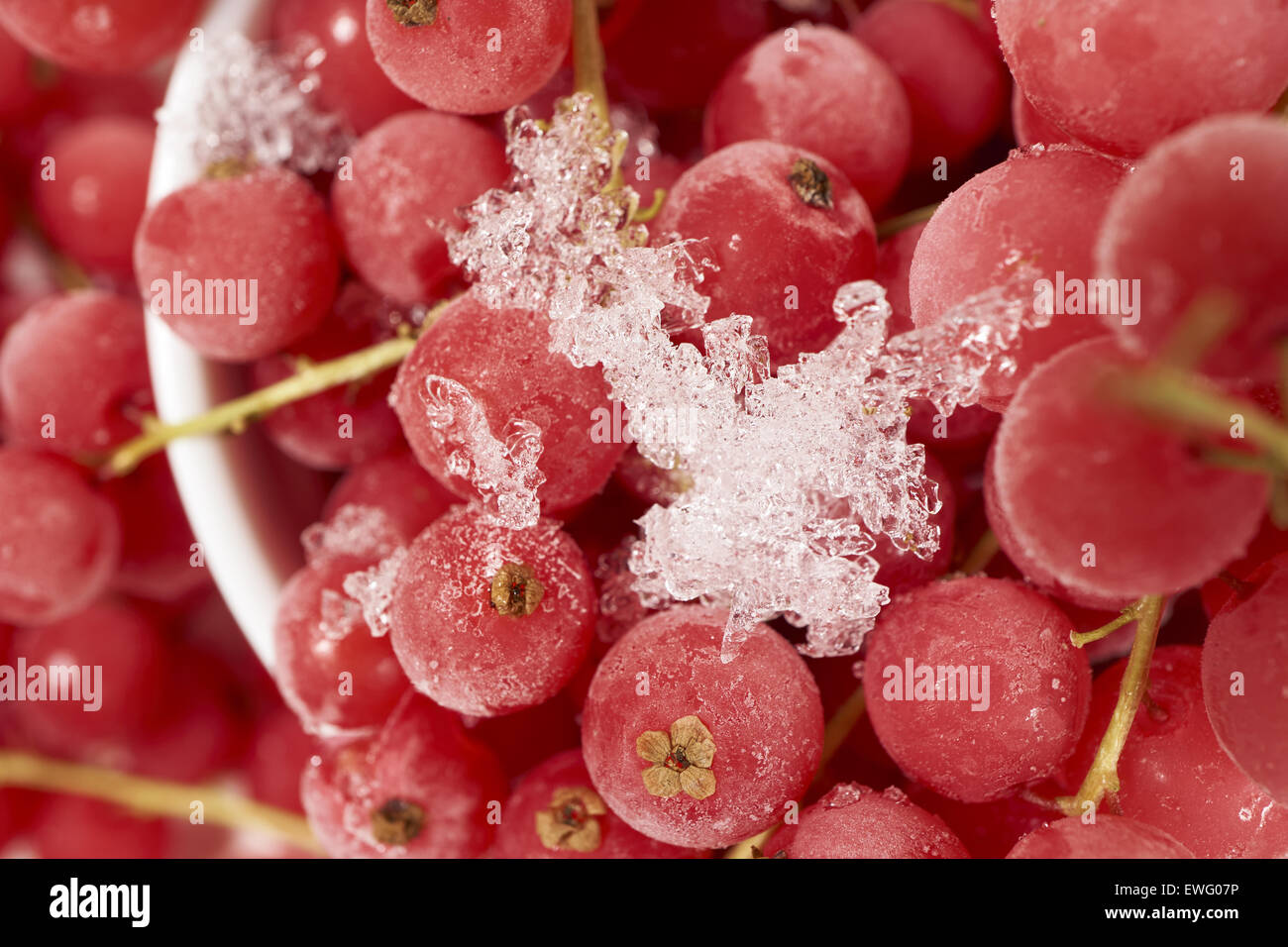 Background from many frozen currants with stems covered with ice ...