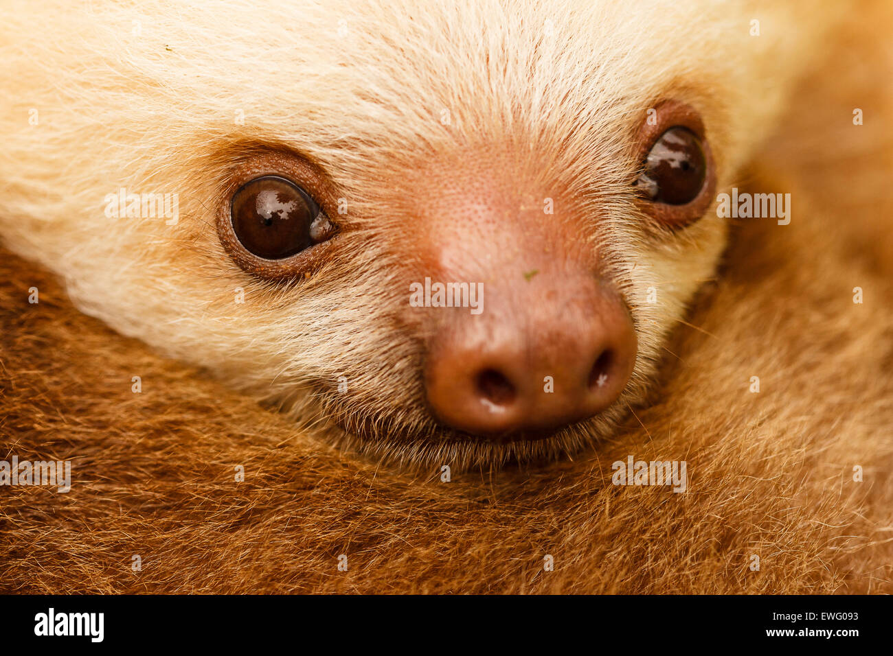 Choloepus hoffmanni costa rica sloth hoffmanns two toed hi-res stock ...