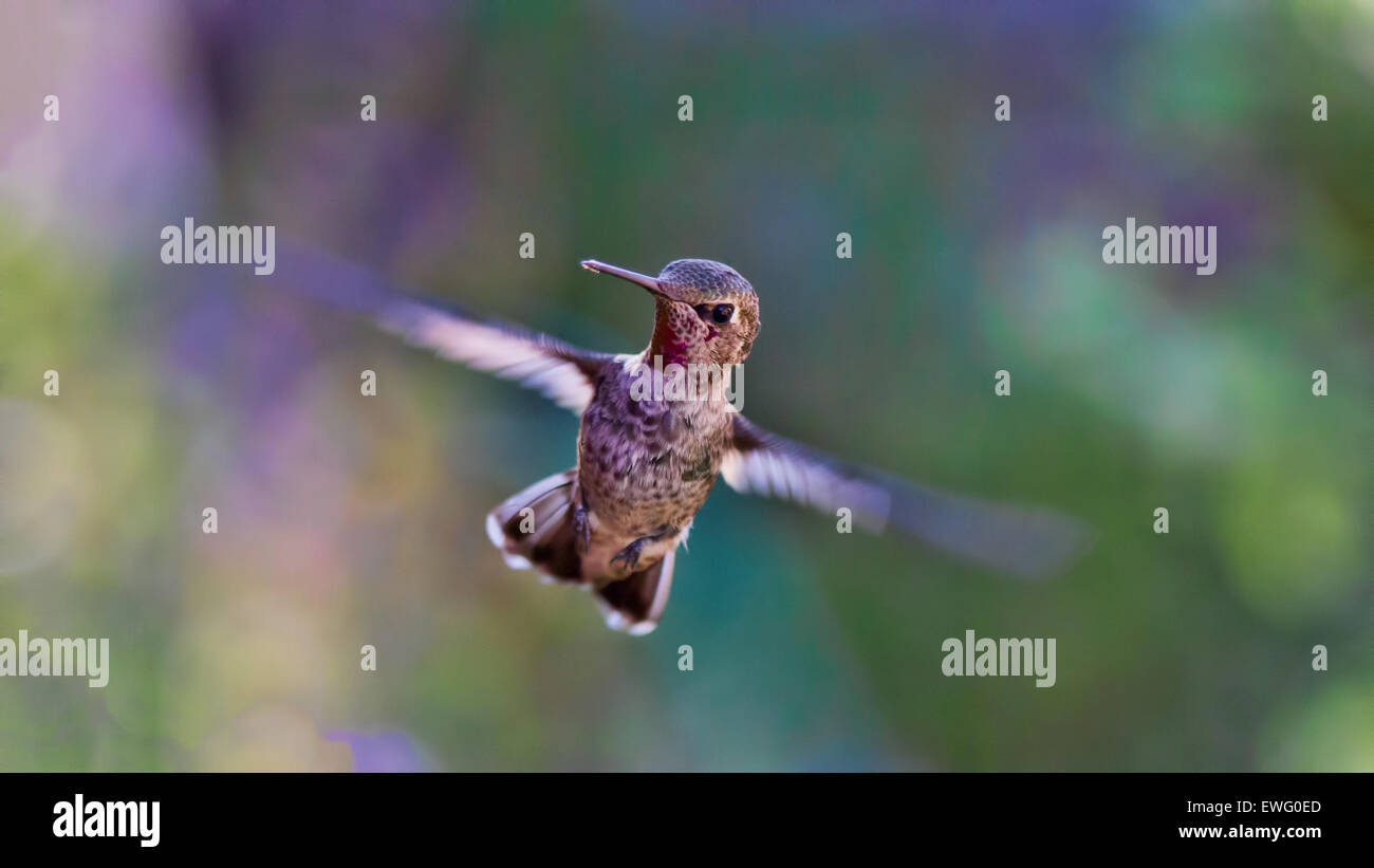 A close-up shot of a hummingbird in flight, displaying its vibrant ...