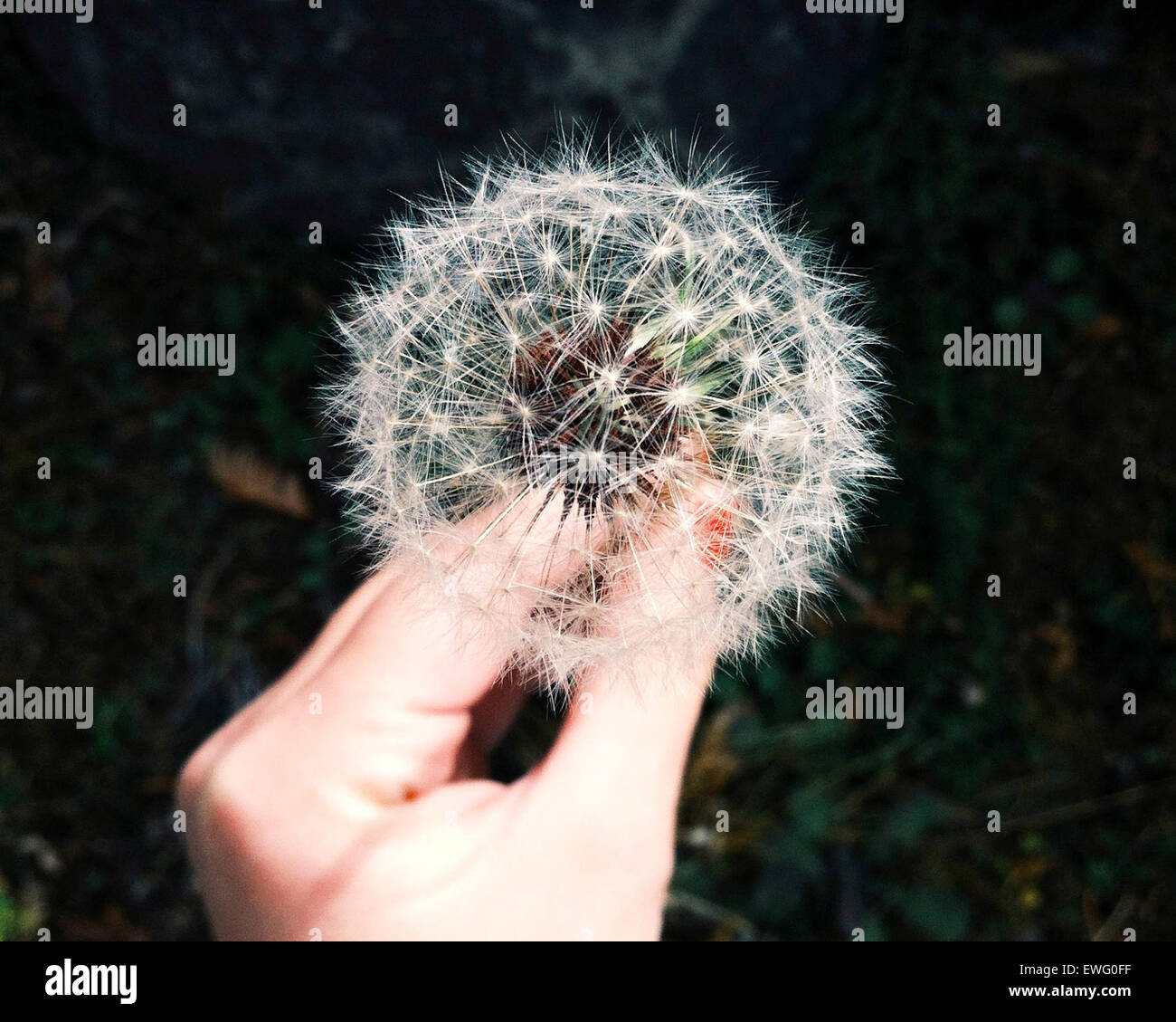 Dandelions life cycle hi-res stock photography and images - Alamy