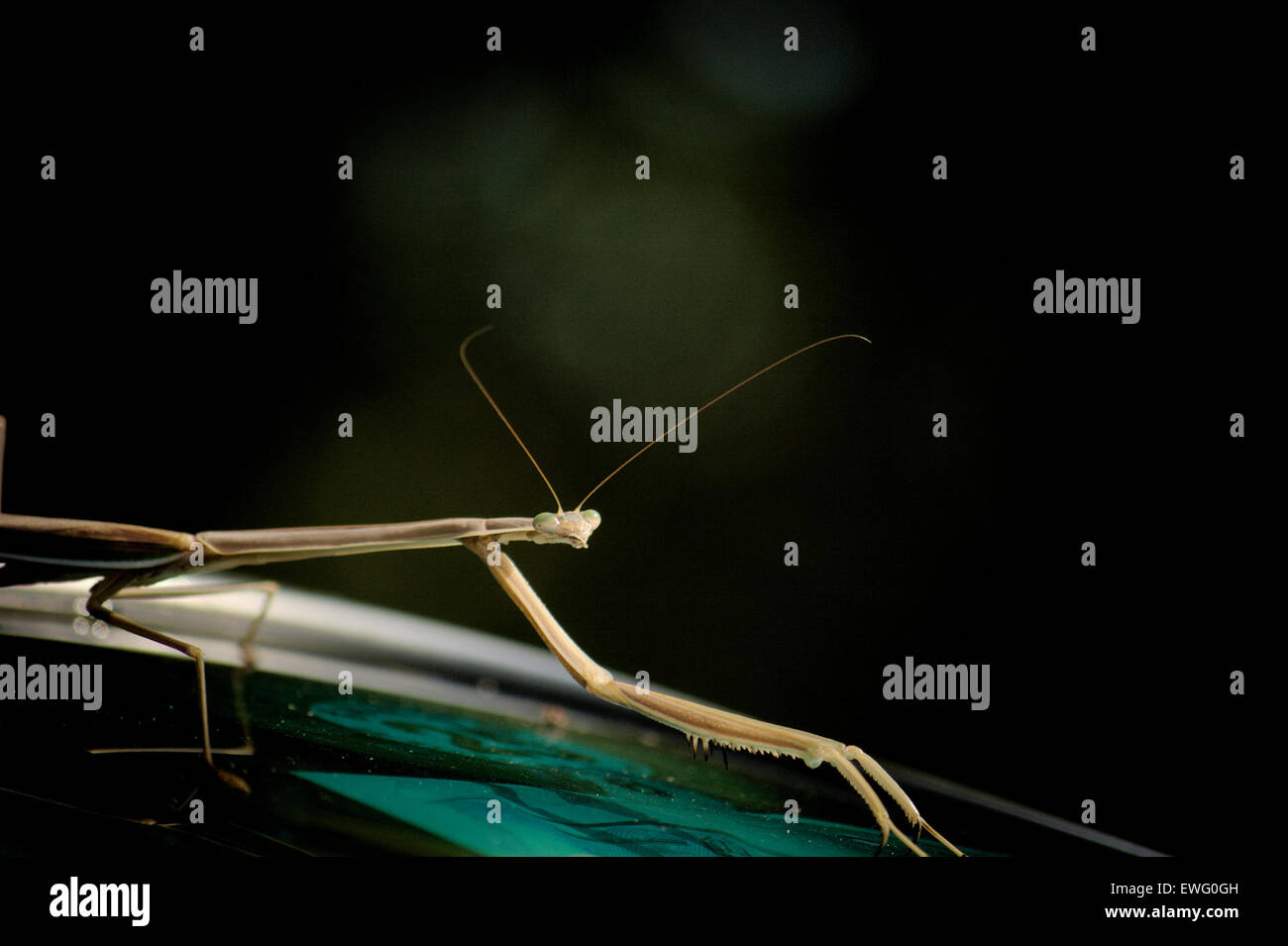 Praying mantis insect known hi-res stock photography and images - Alamy