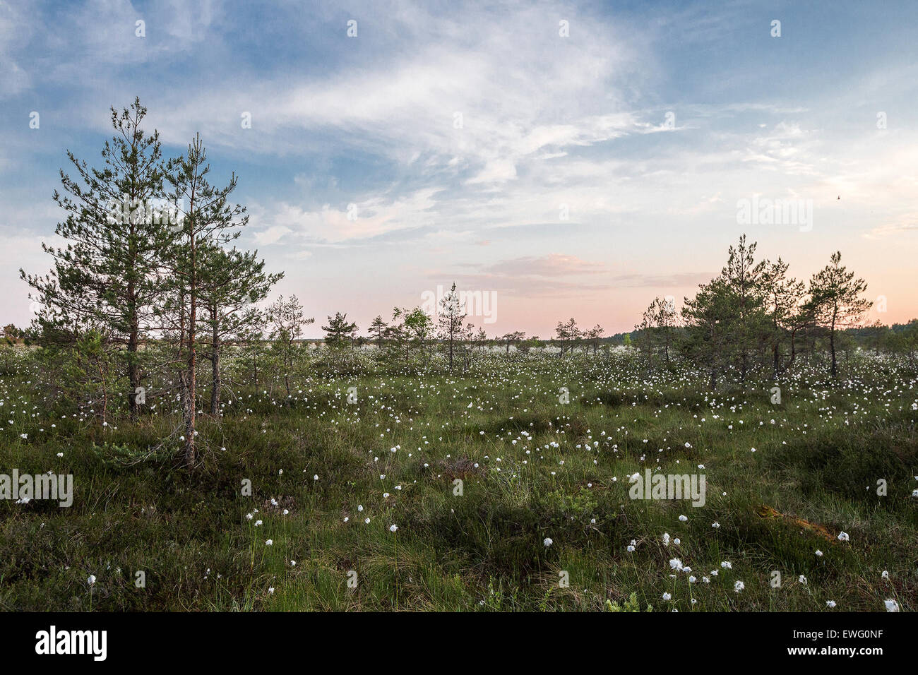 A wide field covered with white flowers, creating a soft, natural ...