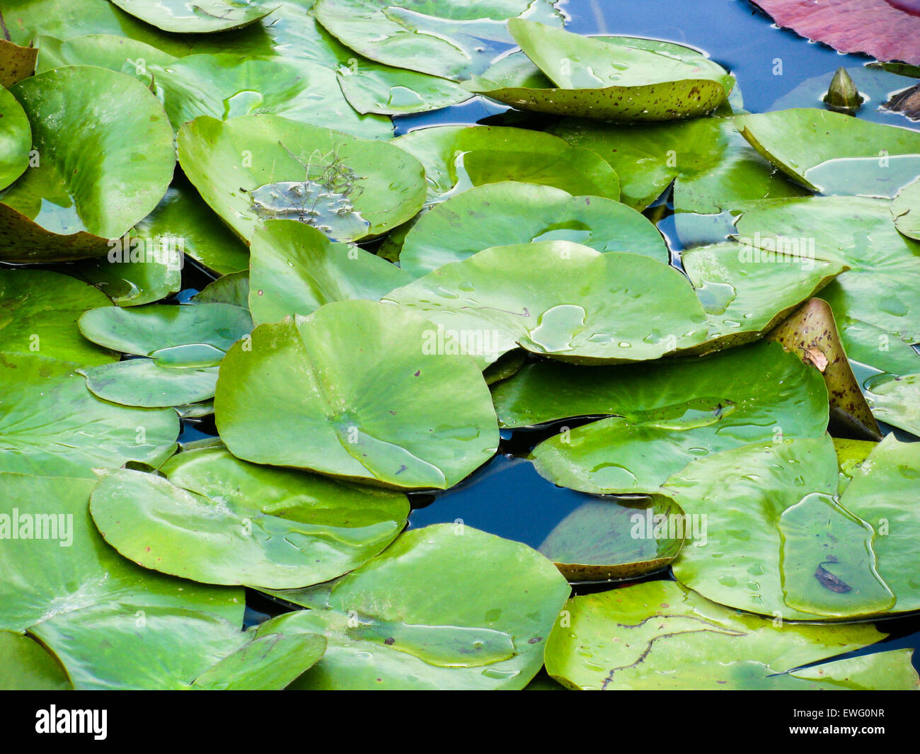 A serene image of lily pads floating on the water’s surface, creating a ...