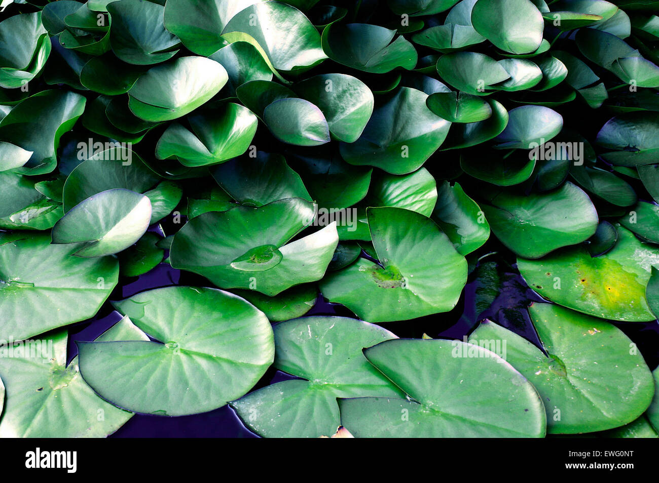 Floating water lily pads gently rest on the surface of a calm water ...