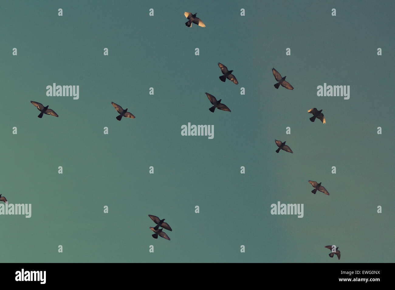 Flock birds captured in hi-res stock photography and images - Alamy